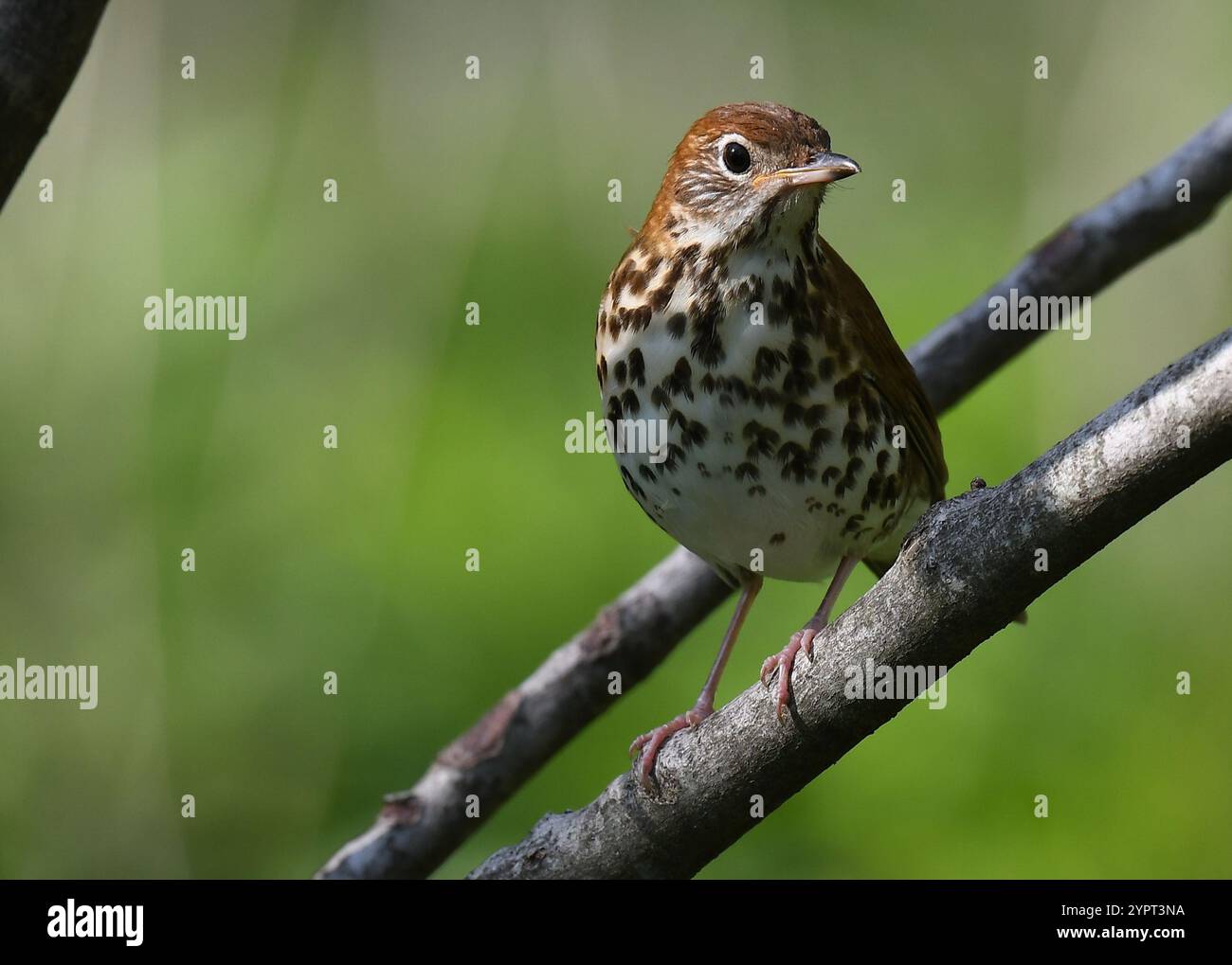 Wood Thrush (Hylocichla mustelina Stock Photo - Alamy