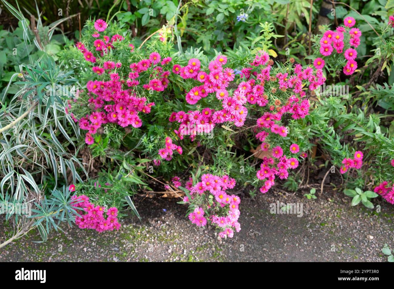 Inner Temple dark pink Michaelmas daisies asters garden perennial ...
