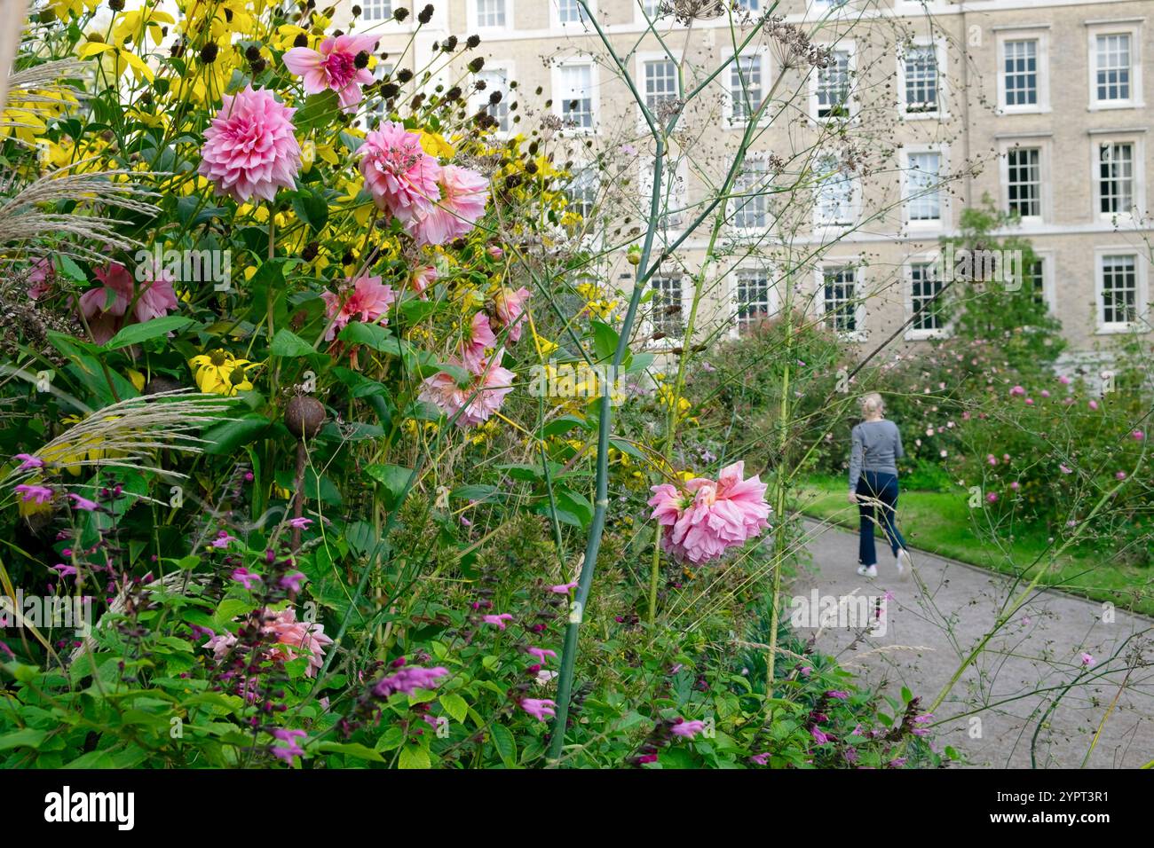 Woman person walking on Inner Temple Garden path pink dahlias perennials in border October ...
