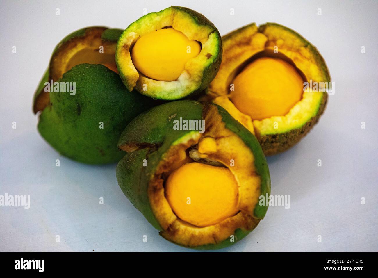Ripe Pequi fruit (Caryocar brasiliense), wild fruits typical of the ...