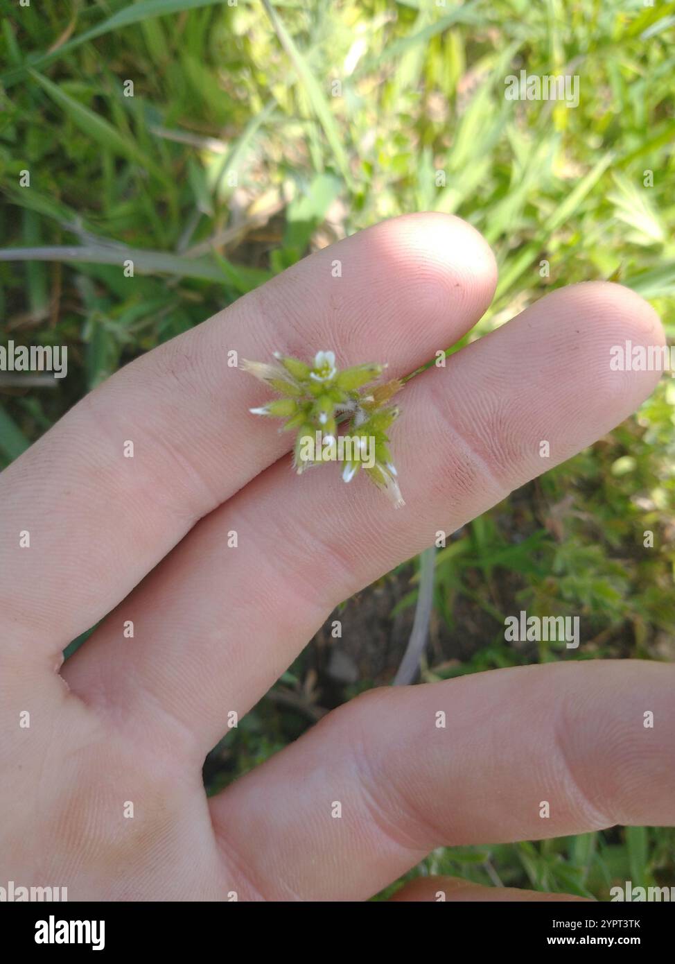 Sticky mouse-ear chickweed (Cerastium glomeratum Stock Photo - Alamy