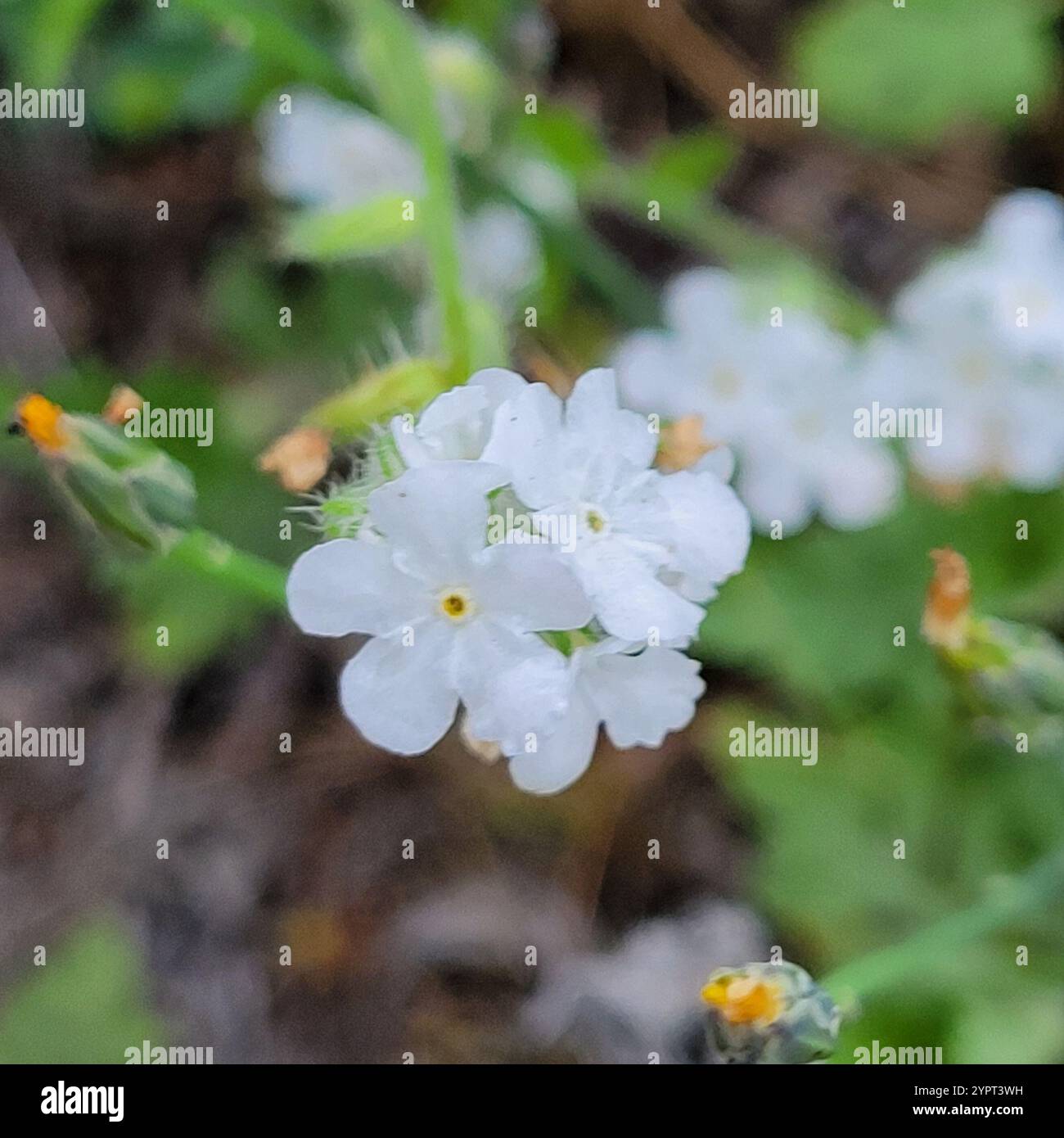 Clearwater cryptantha (Cryptantha intermedia Stock Photo - Alamy