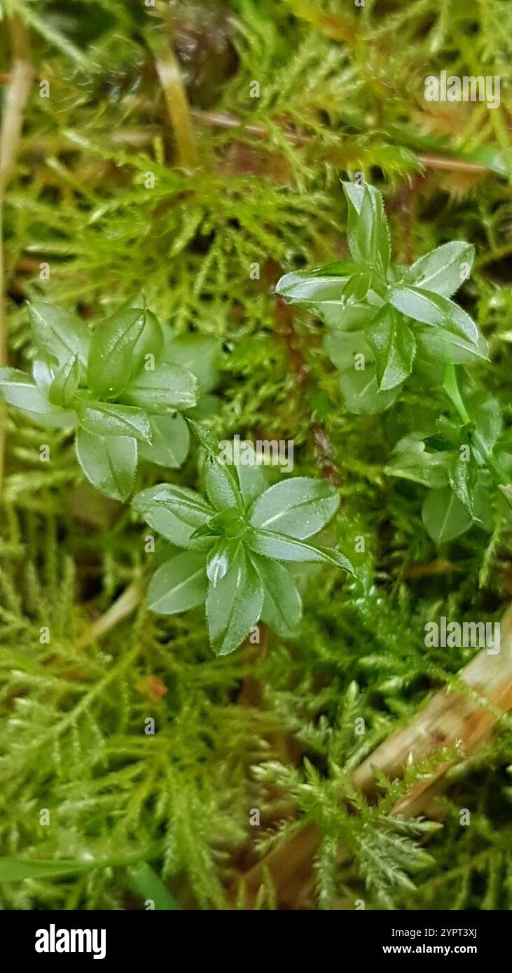 Badge Moss (Plagiomnium insigne Stock Photo - Alamy
