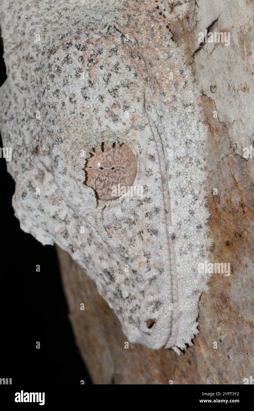 Henkel's Leaf-tailed Gecko (Uroplatus henkeli Stock Photo - Alamy