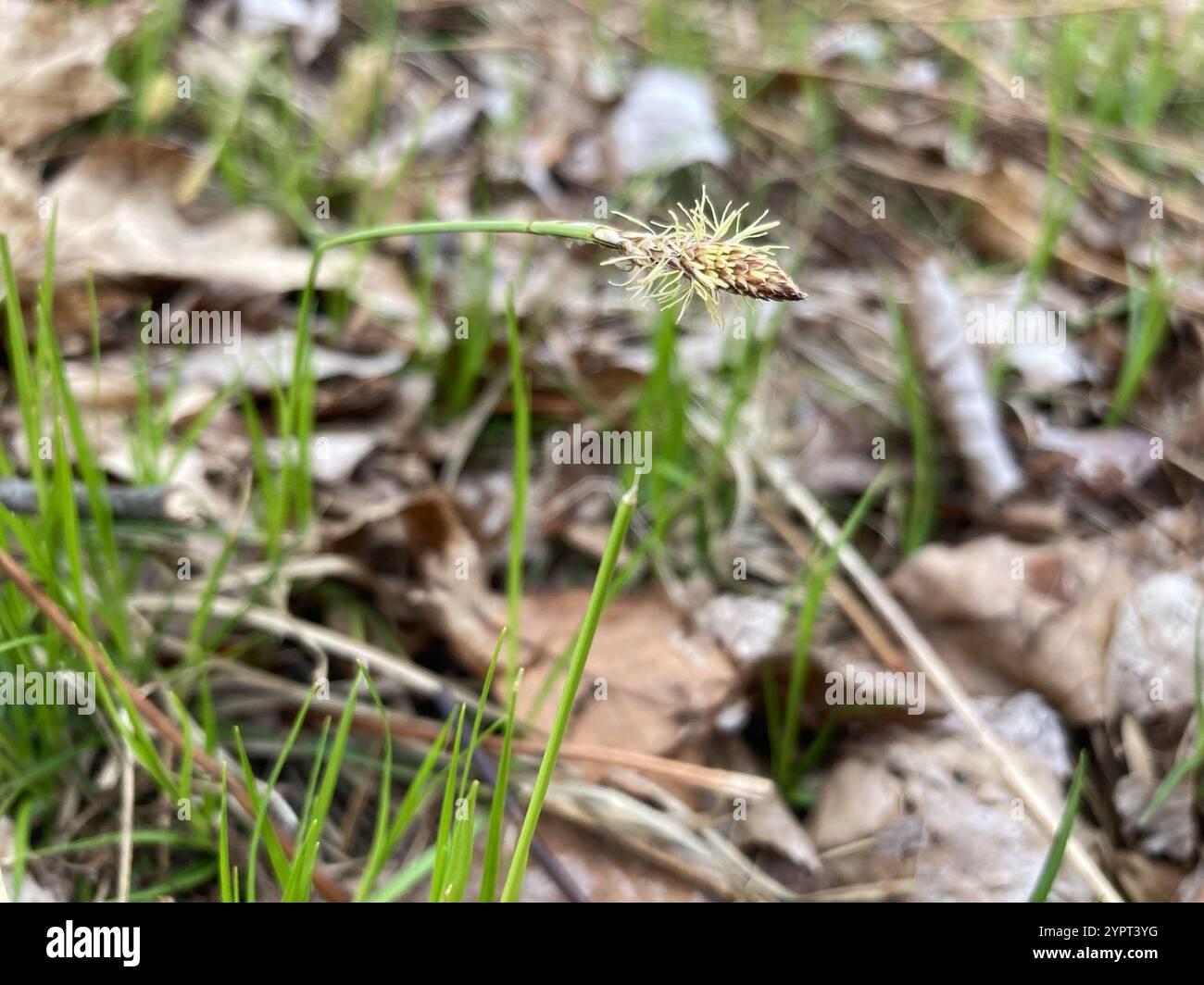Pennsylvania sedge (Carex pensylvanica Stock Photo - Alamy