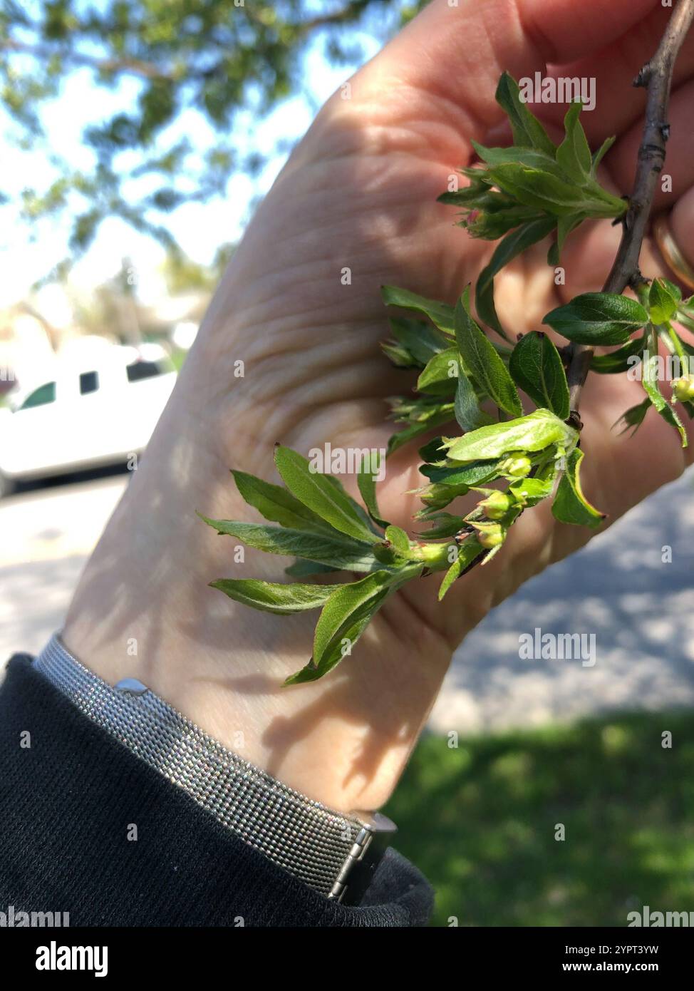 sweet crabapple (Malus coronaria Stock Photo - Alamy