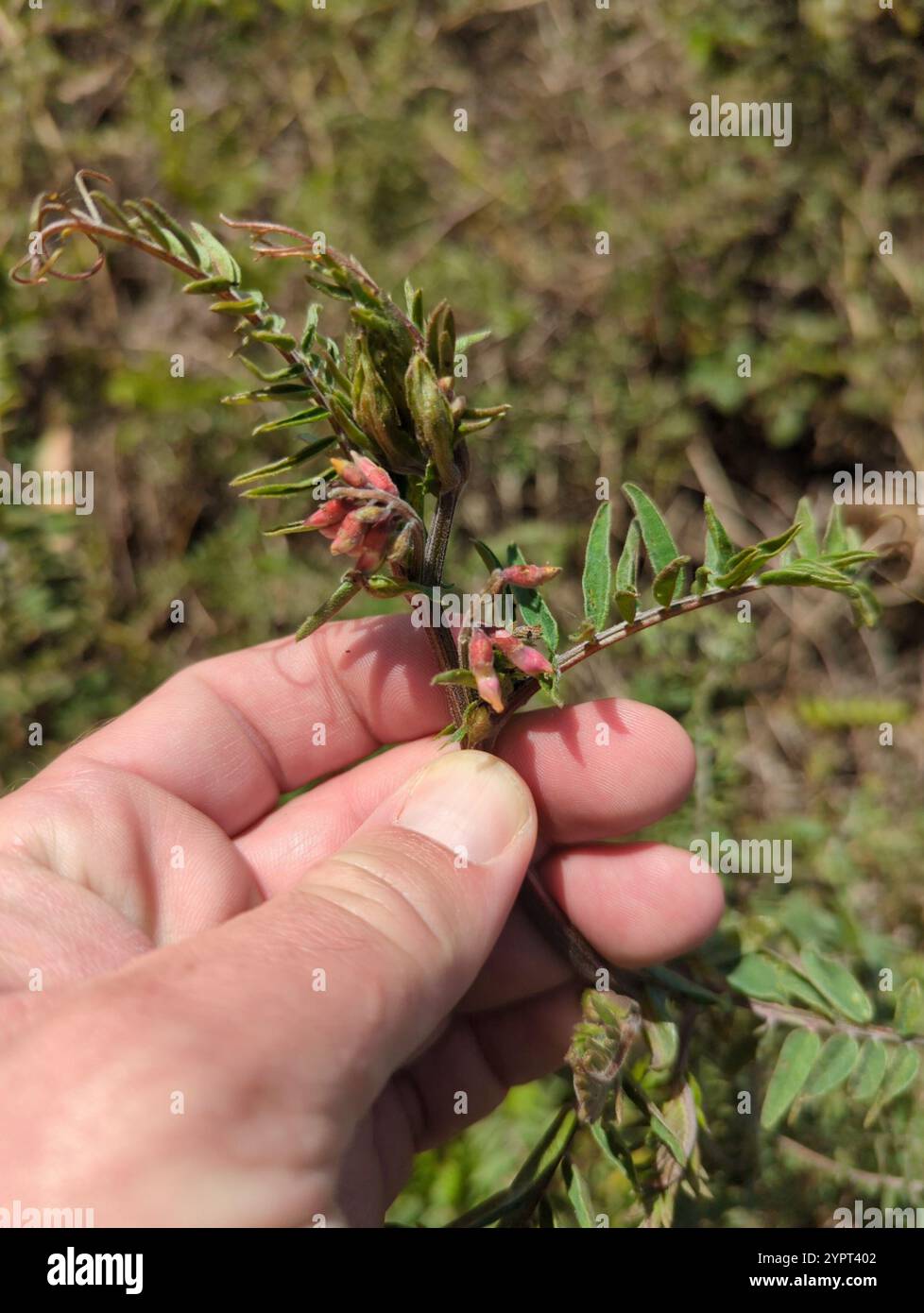 giant vetch (Vicia gigantea Stock Photo - Alamy