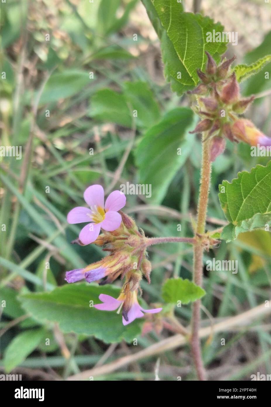 Pyramid Flower (Melochia pyramidata Stock Photo - Alamy