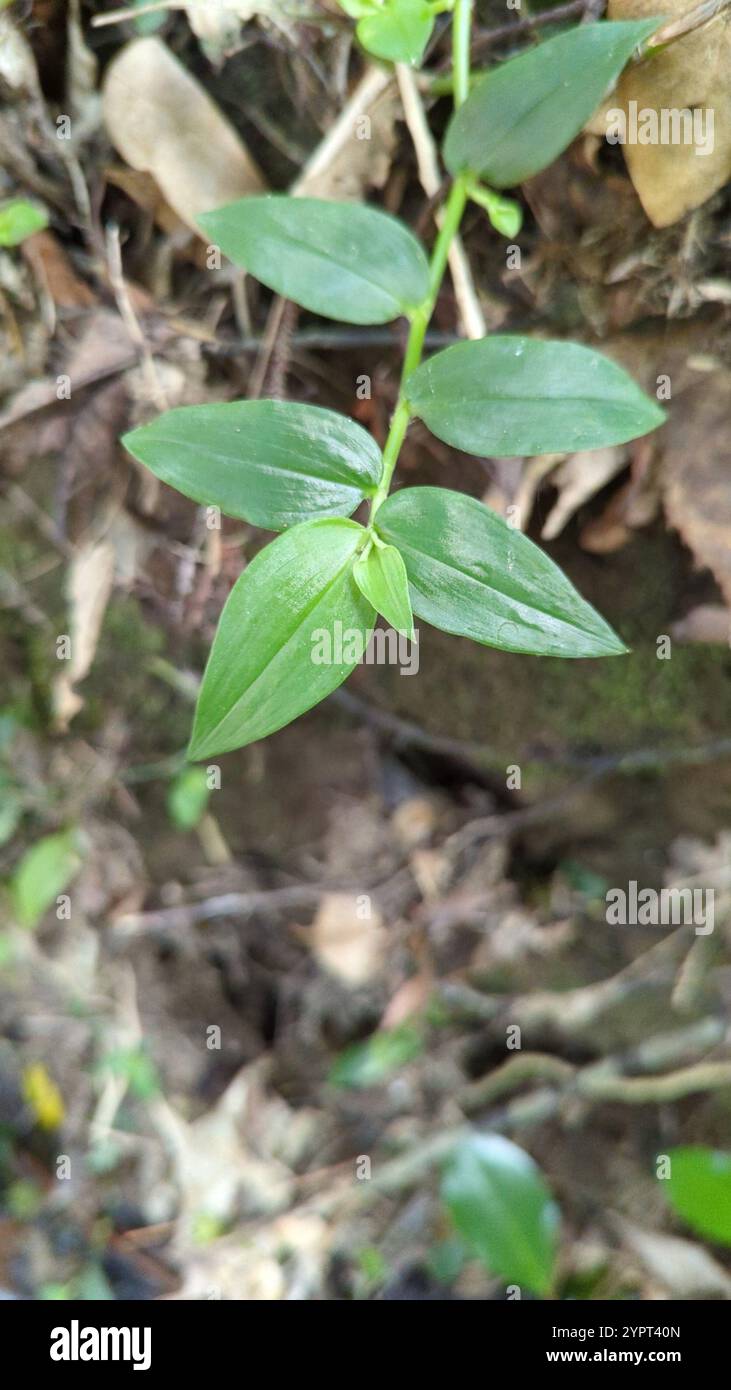 small-leaf spiderwort (Tradescantia fluminensis Stock Photo - Alamy