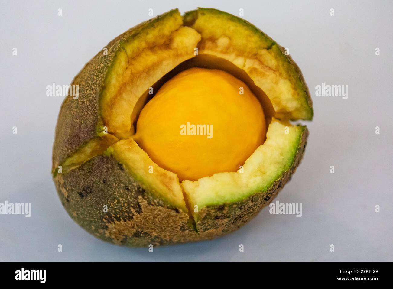 Ripe Pequi fruit (Caryocar brasiliense), wild fruits typical of the ...