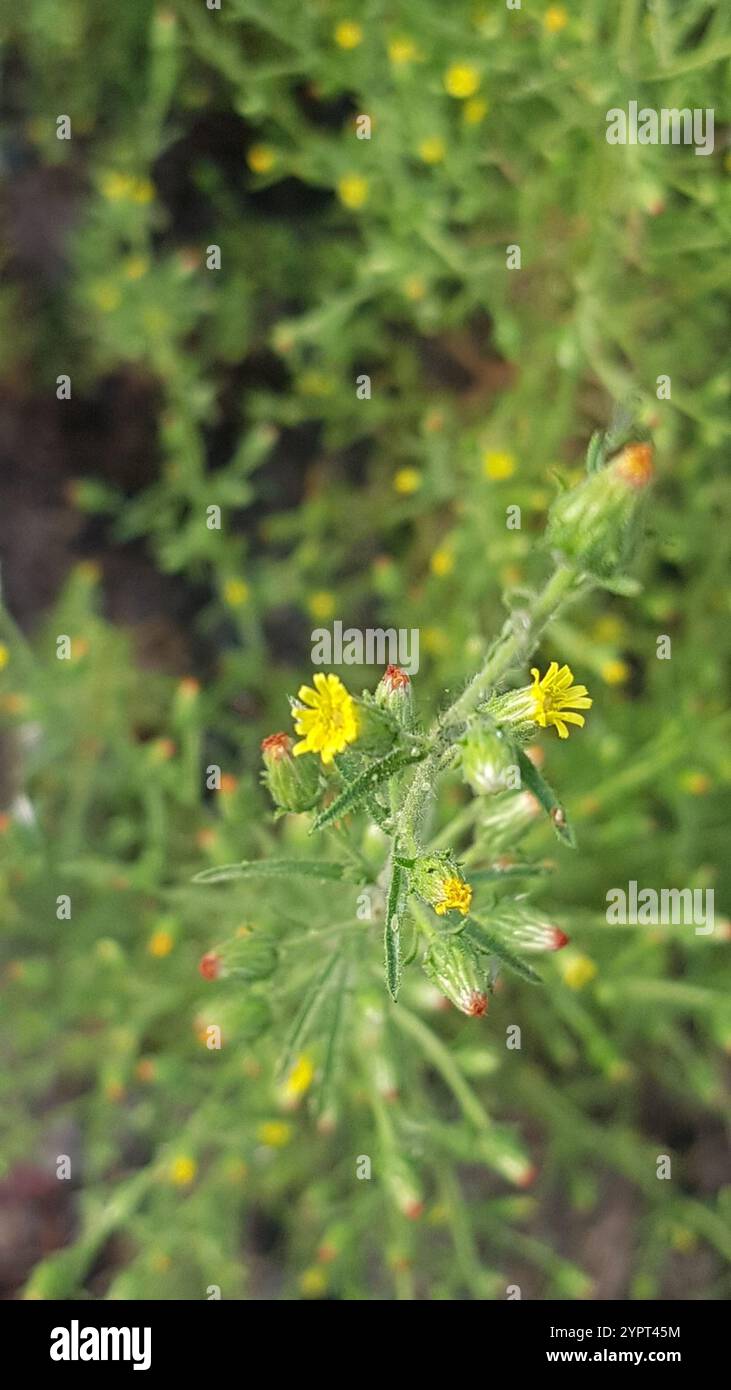 Stinkwort (Dittrichia graveolens Stock Photo - Alamy