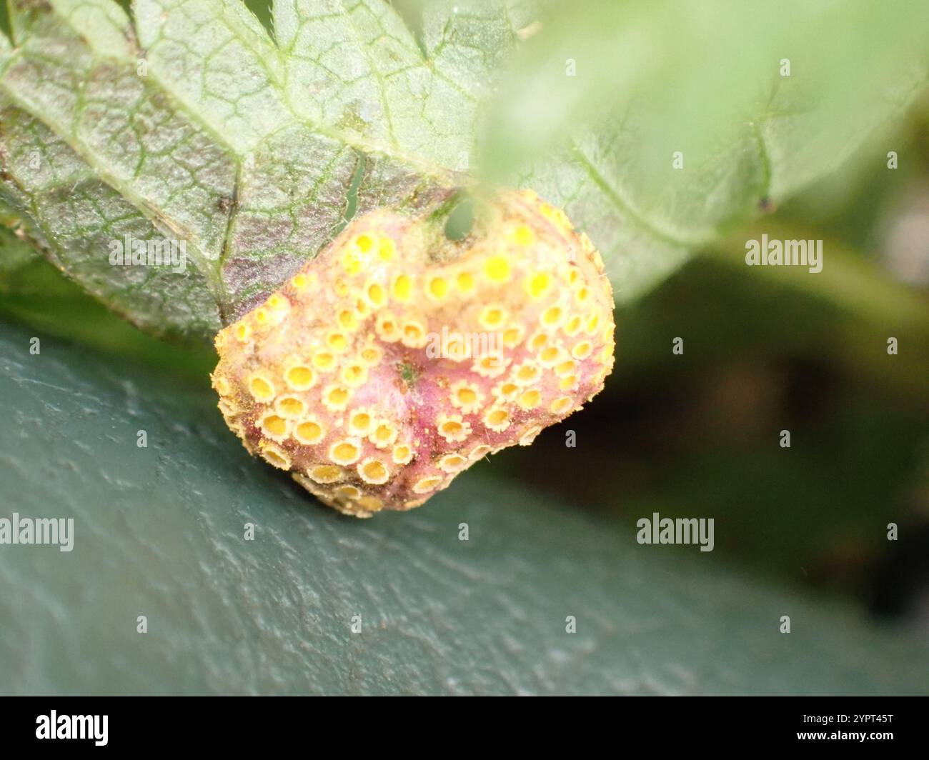 Nettle Clustercup Rust fungus (Puccinia urticata Stock Photo - Alamy