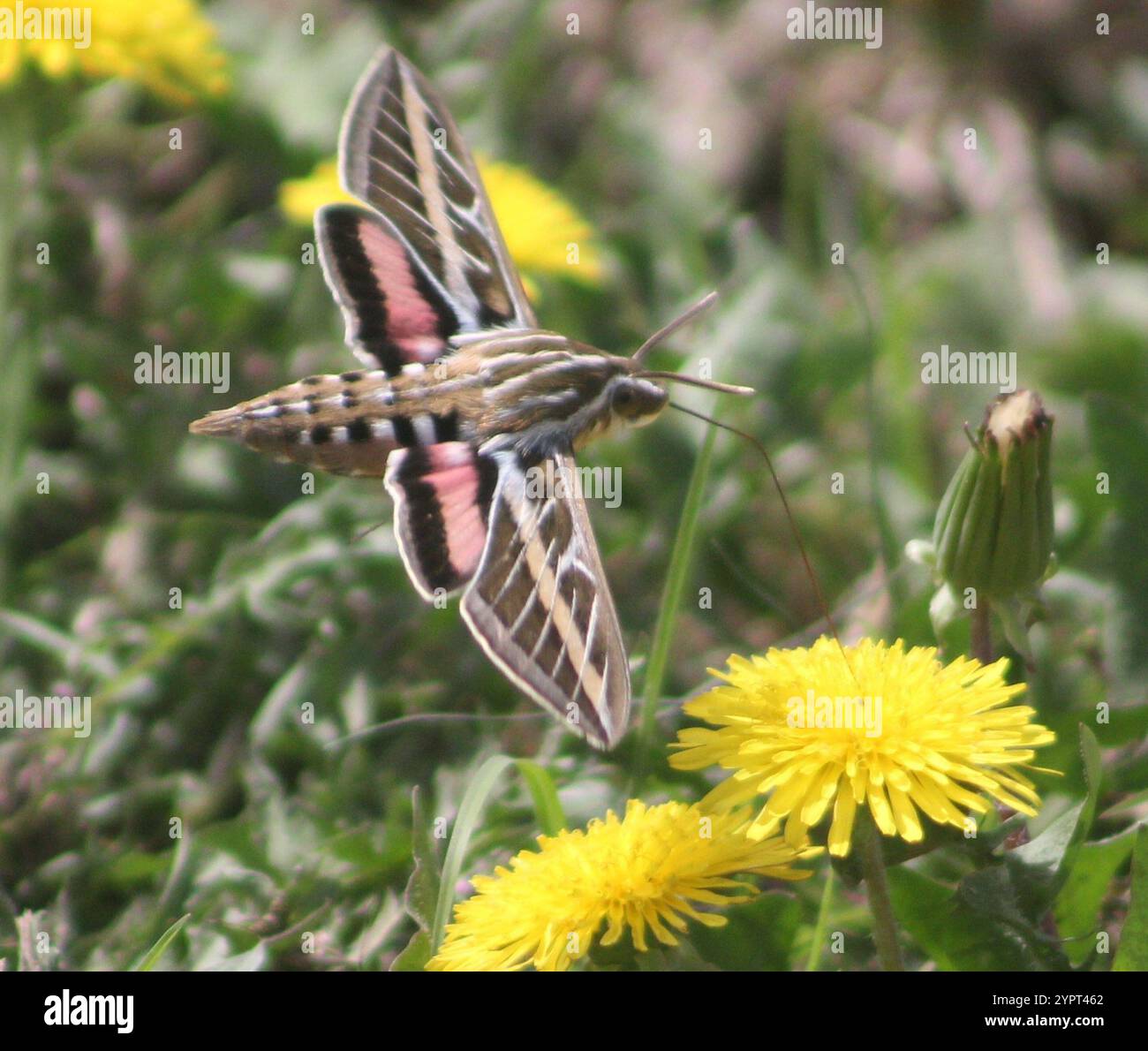 White-lined Sphinx (Hyles lineata Stock Photo - Alamy