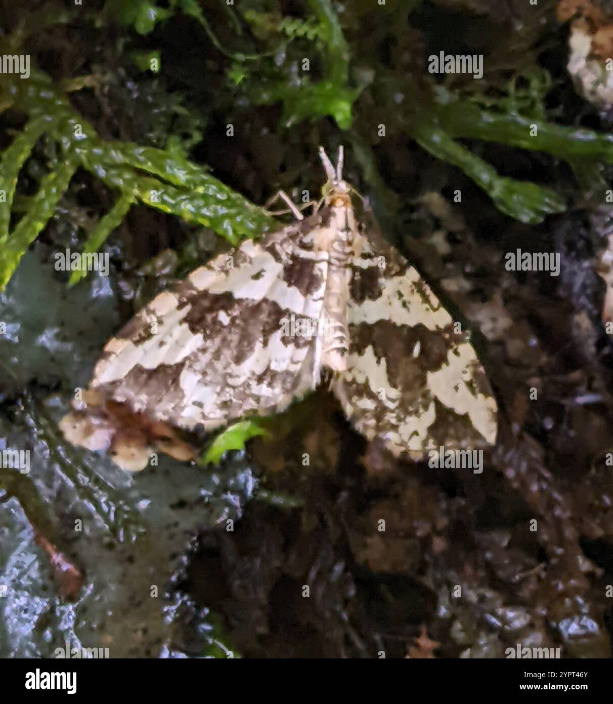 Carpet Moths (Larentiinae Stock Photo - Alamy
