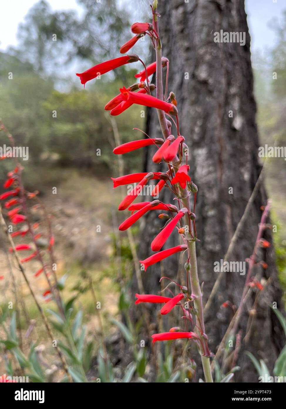 scarlet bugler (Penstemon centranthifolius Stock Photo - Alamy