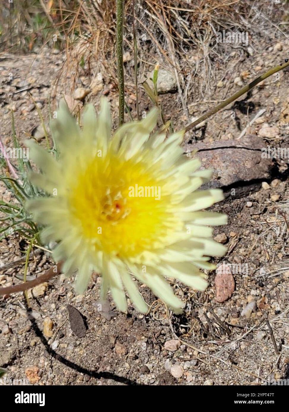 California desertdandelion (Malacothrix californica Stock Photo - Alamy