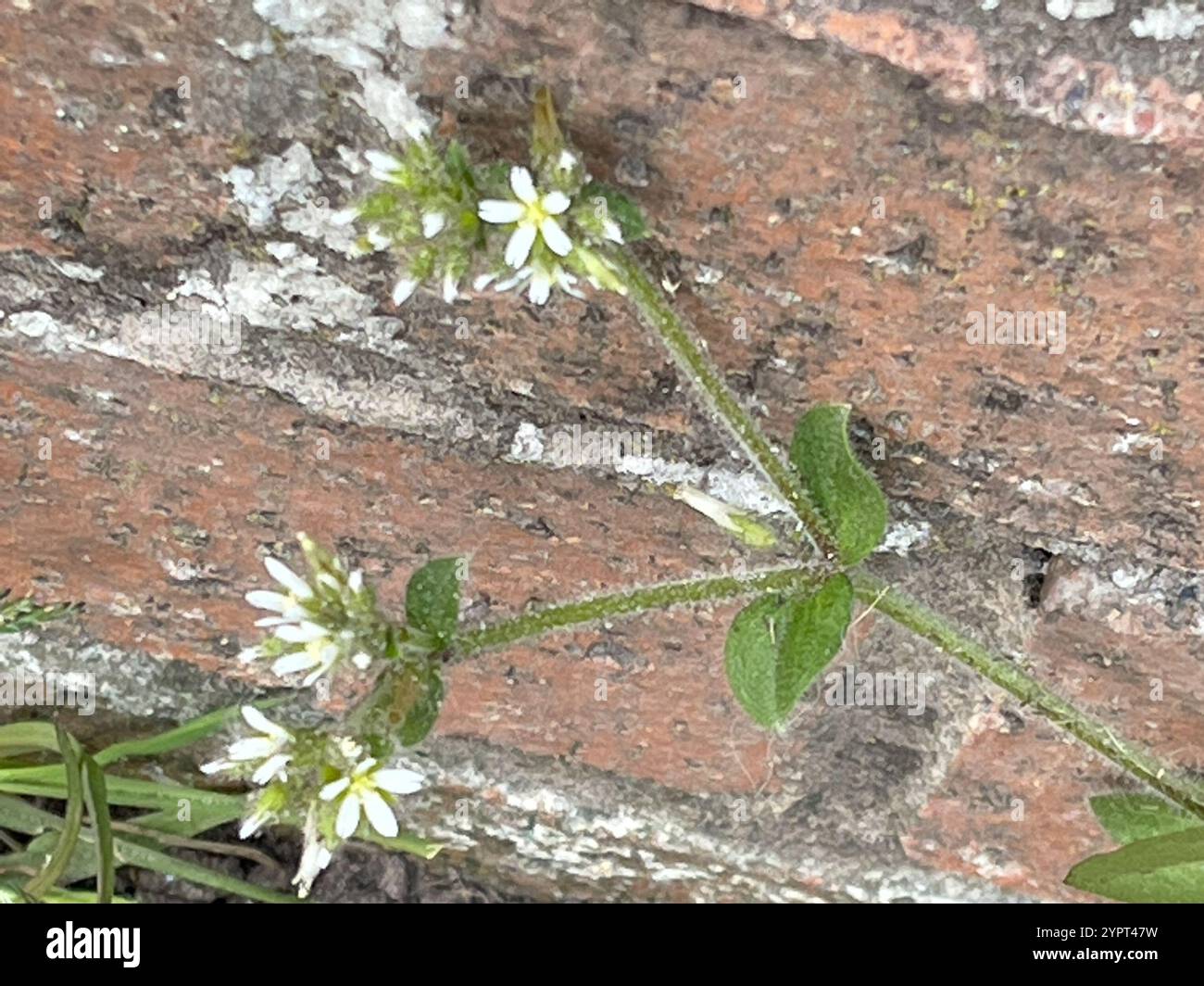 Sticky mouse-ear chickweed (Cerastium glomeratum Stock Photo - Alamy