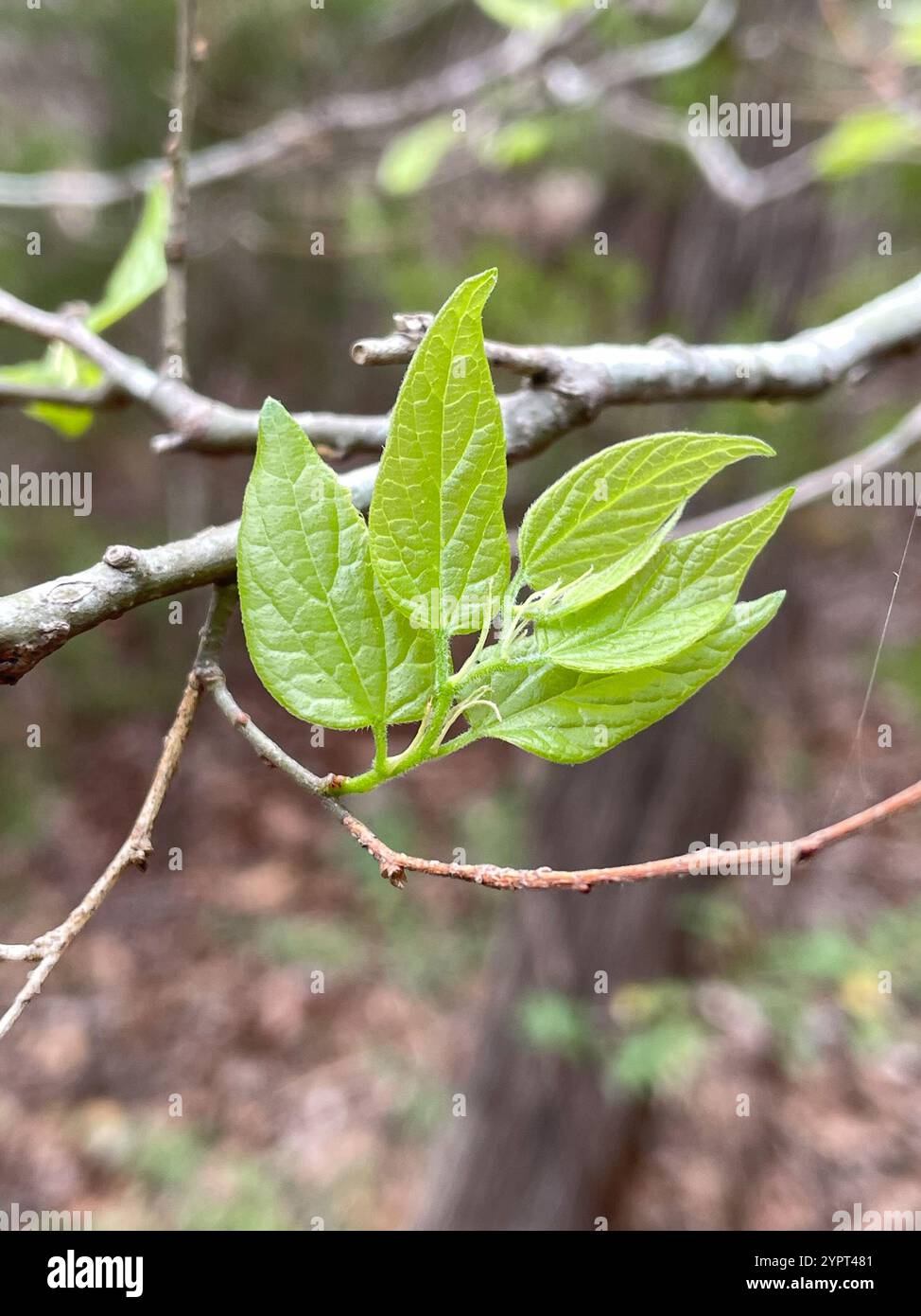 sugar hackberry (Celtis laevigata Stock Photo - Alamy