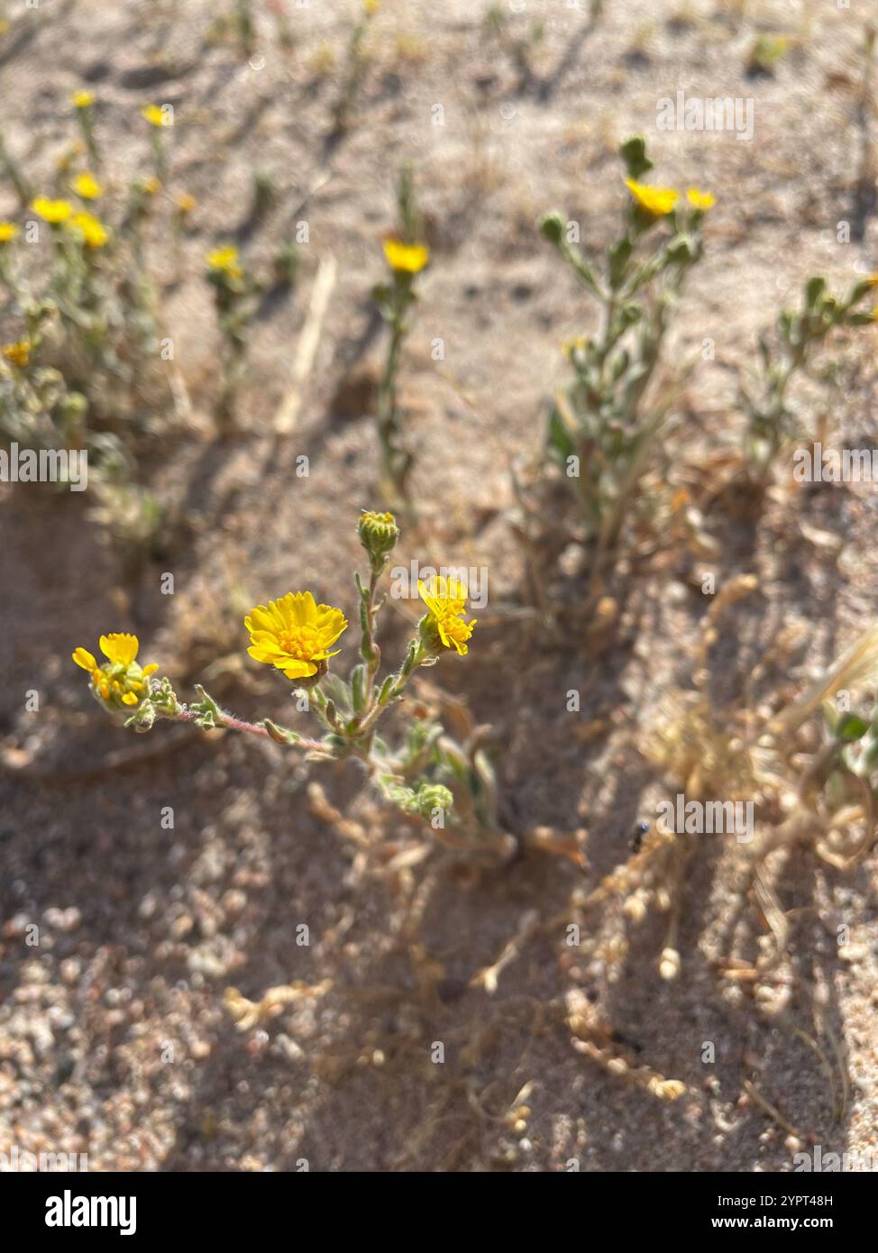 red rock tarplant (Deinandra arida Stock Photo - Alamy