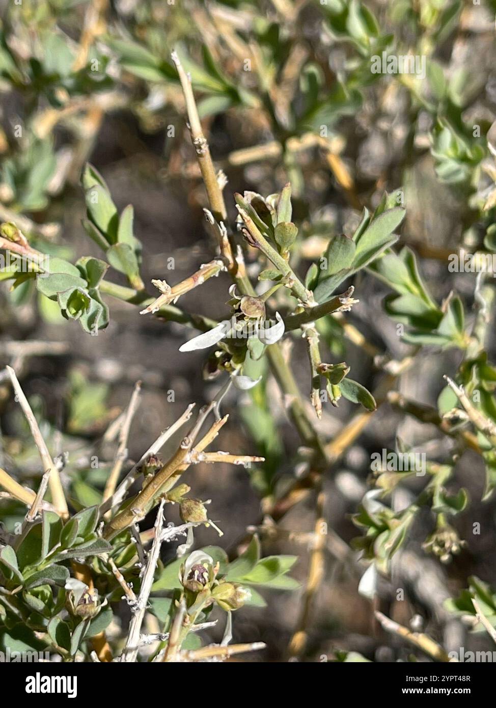 Spiny Greasebush (Glossopetalon spinescens Stock Photo - Alamy