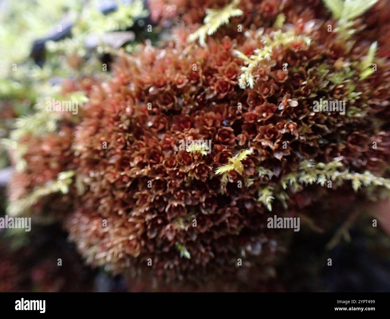 Capillary Thread-moss (Ptychostomum capillare Stock Photo - Alamy