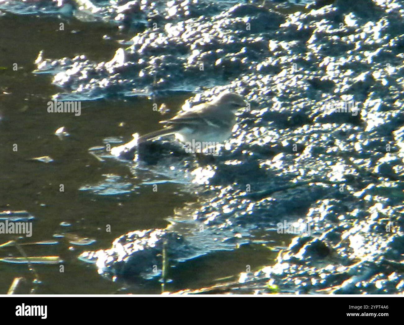 Cape Wagtail (Motacilla capensis Stock Photo - Alamy