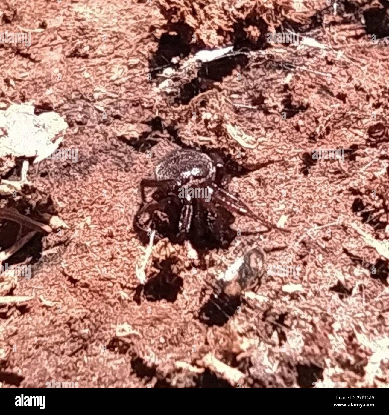 Rabbit Hutch Spider (Steatoda bipunctata Stock Photo - Alamy