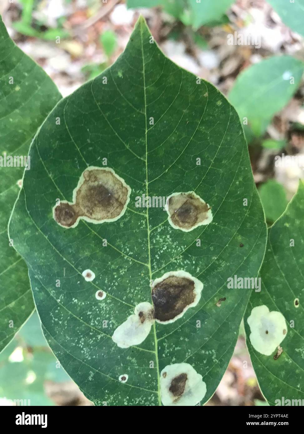 Jamaican dogwood (Piscidia piscipula Stock Photo - Alamy