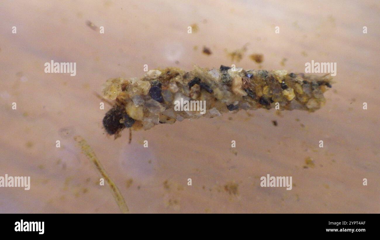 Mortarjoint Casemaker Caddisflies (Odontoceridae Stock Photo - Alamy