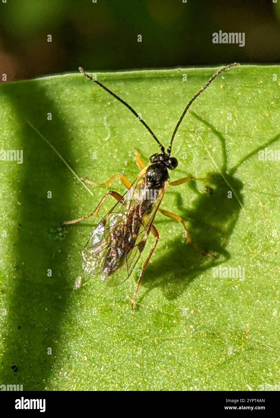 Ichneumonid and Braconid Wasps (Ichneumonoidea Stock Photo - Alamy