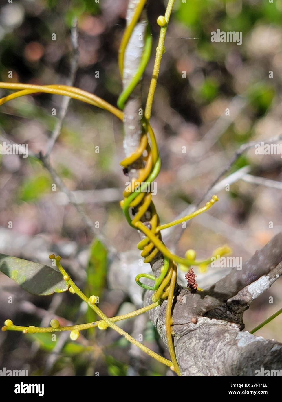 laurel dodder (Cassytha filiformis Stock Photo - Alamy