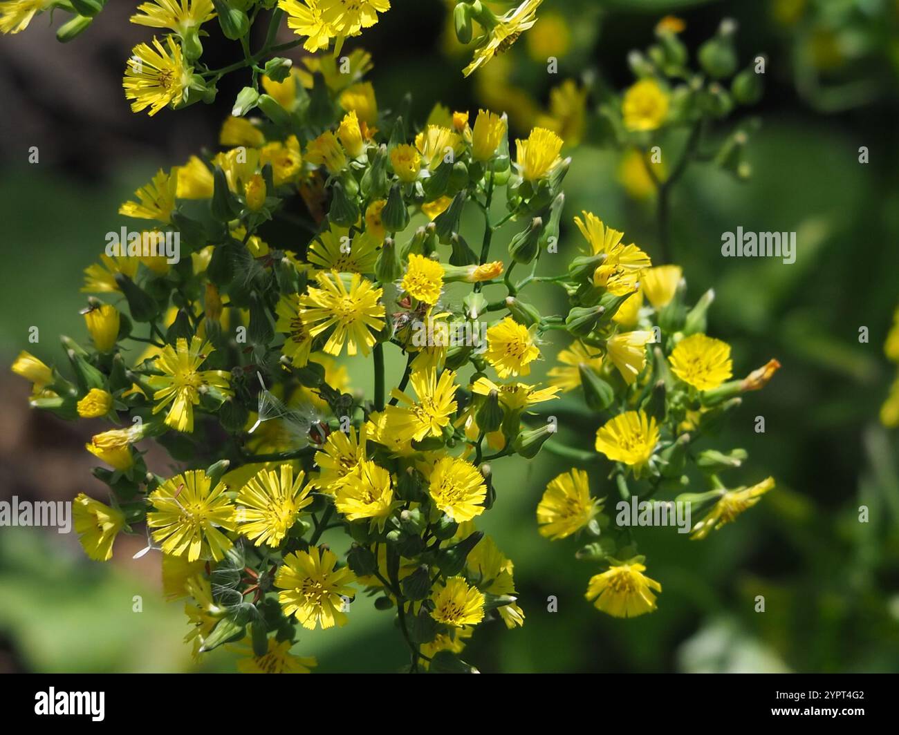 Oriental false hawksbeard (Youngia japonica Stock Photo - Alamy