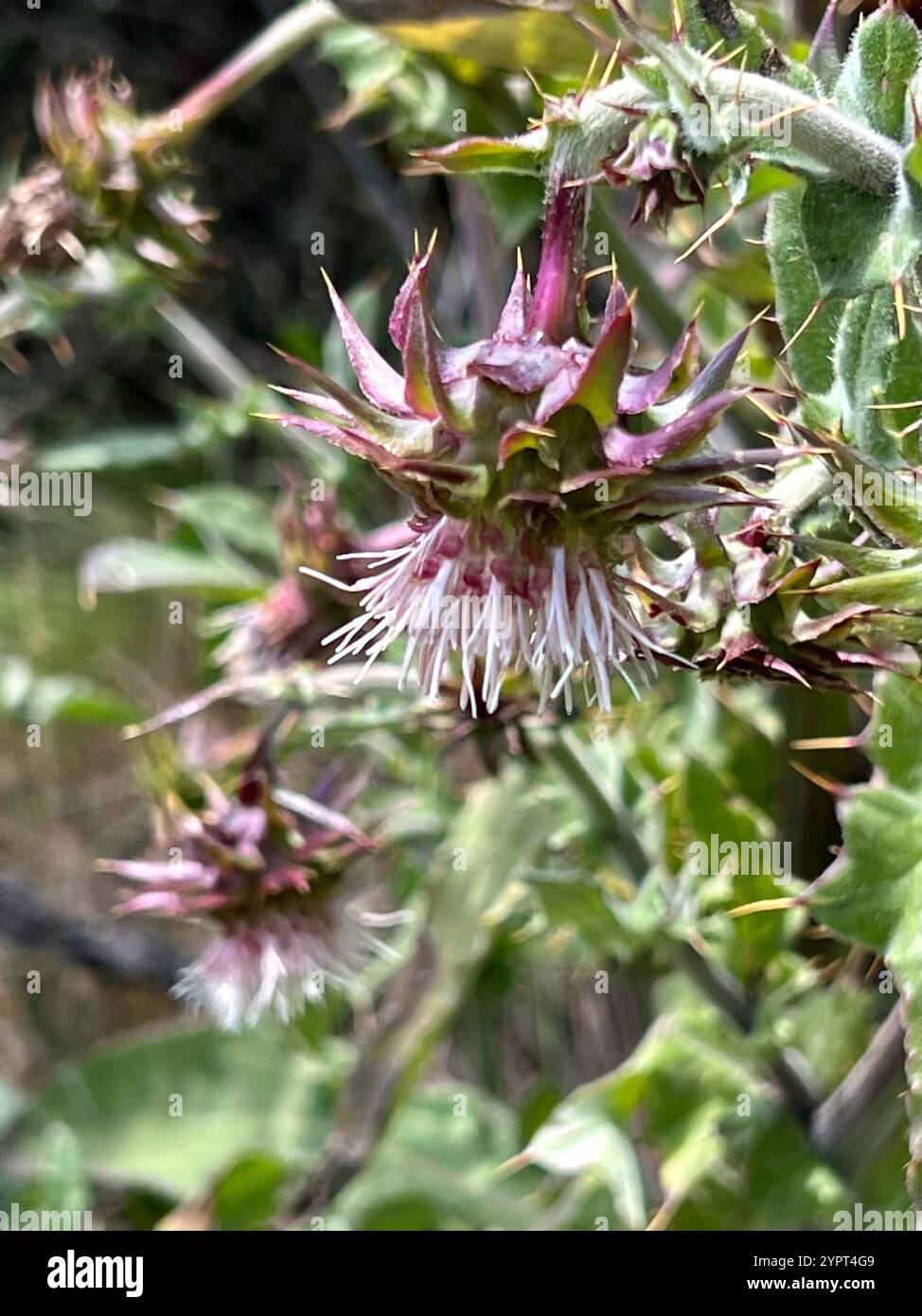 Fountain Thistle (Cirsium fontinale Stock Photo - Alamy