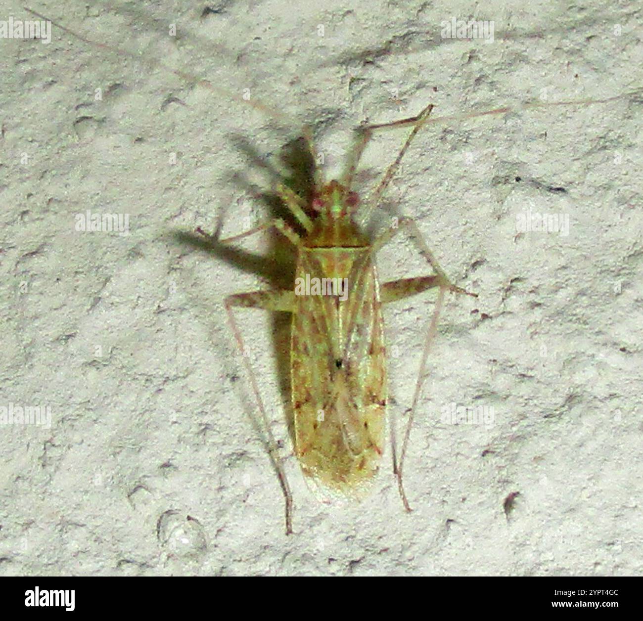 Phytocoris hi-res stock photography and images - Alamy