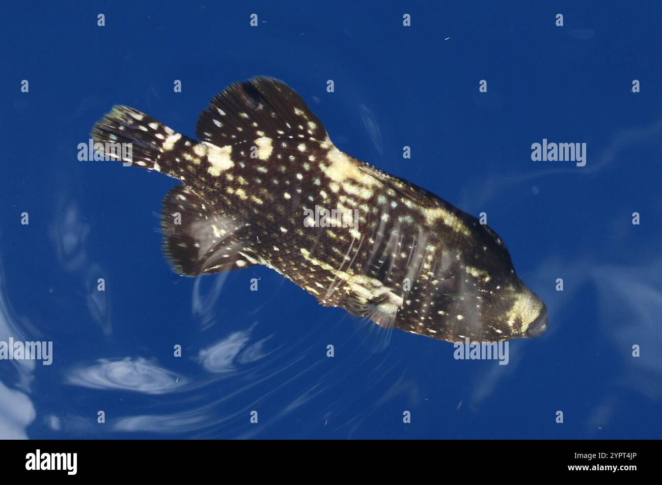 Spotted Oceanic Triggerfish (Canthidermis maculata Stock Photo - Alamy