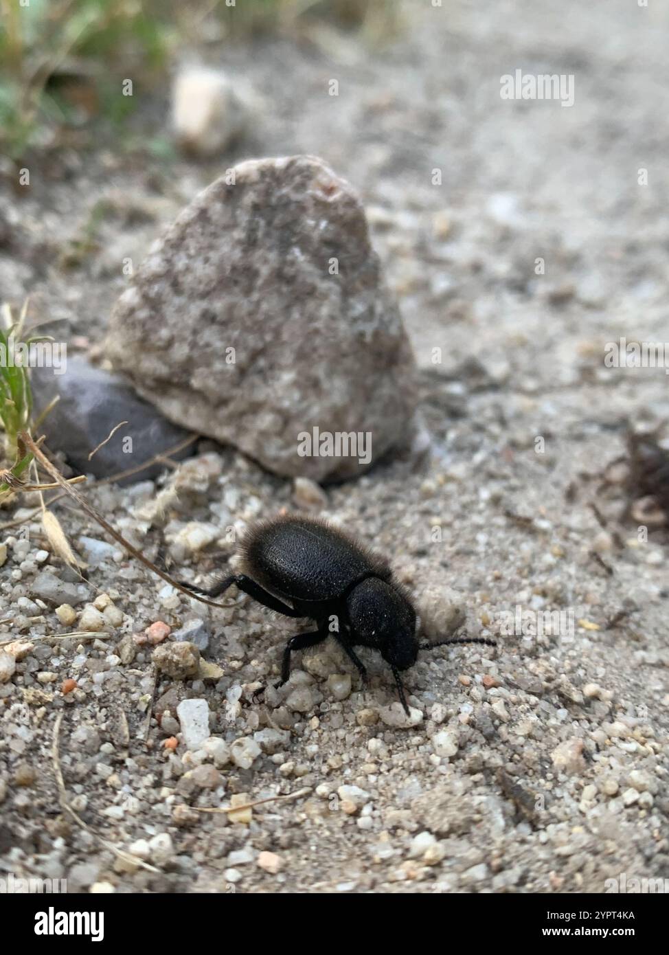 Woolly Darkling Beetle (Eleodes osculans Stock Photo - Alamy