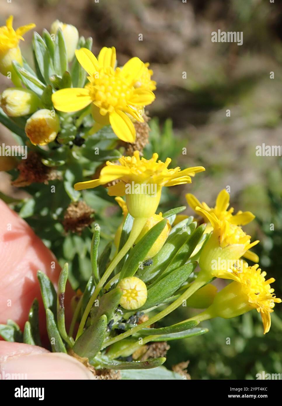 Mt Currie True-Eye (Euryops tysonii Stock Photo - Alamy