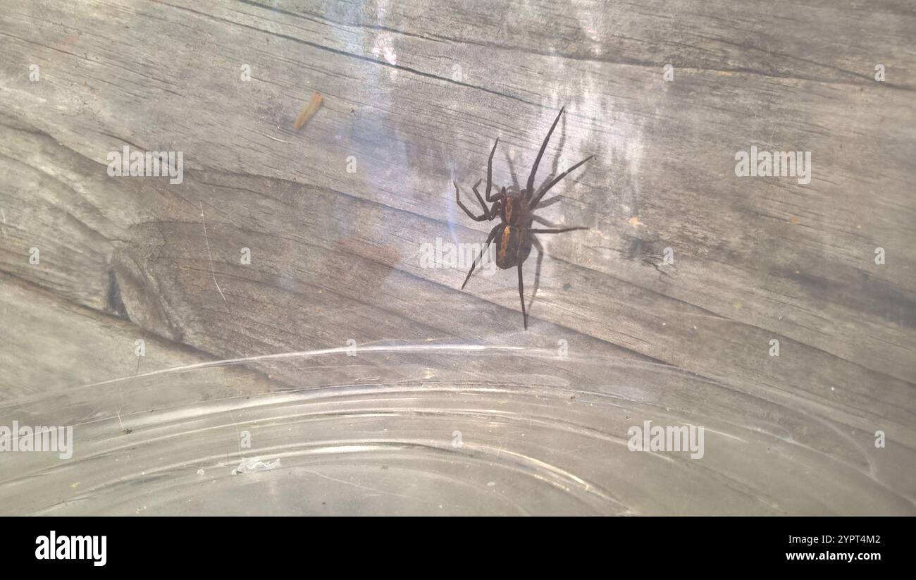 Tropical Wandering Spiders (Ctenus Stock Photo - Alamy