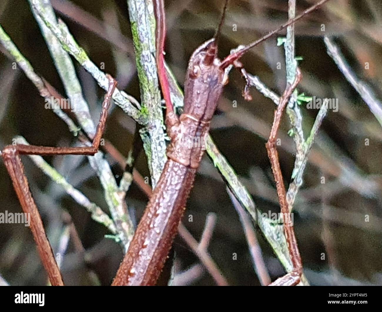 Stick Insects (Phasmida Stock Photo - Alamy