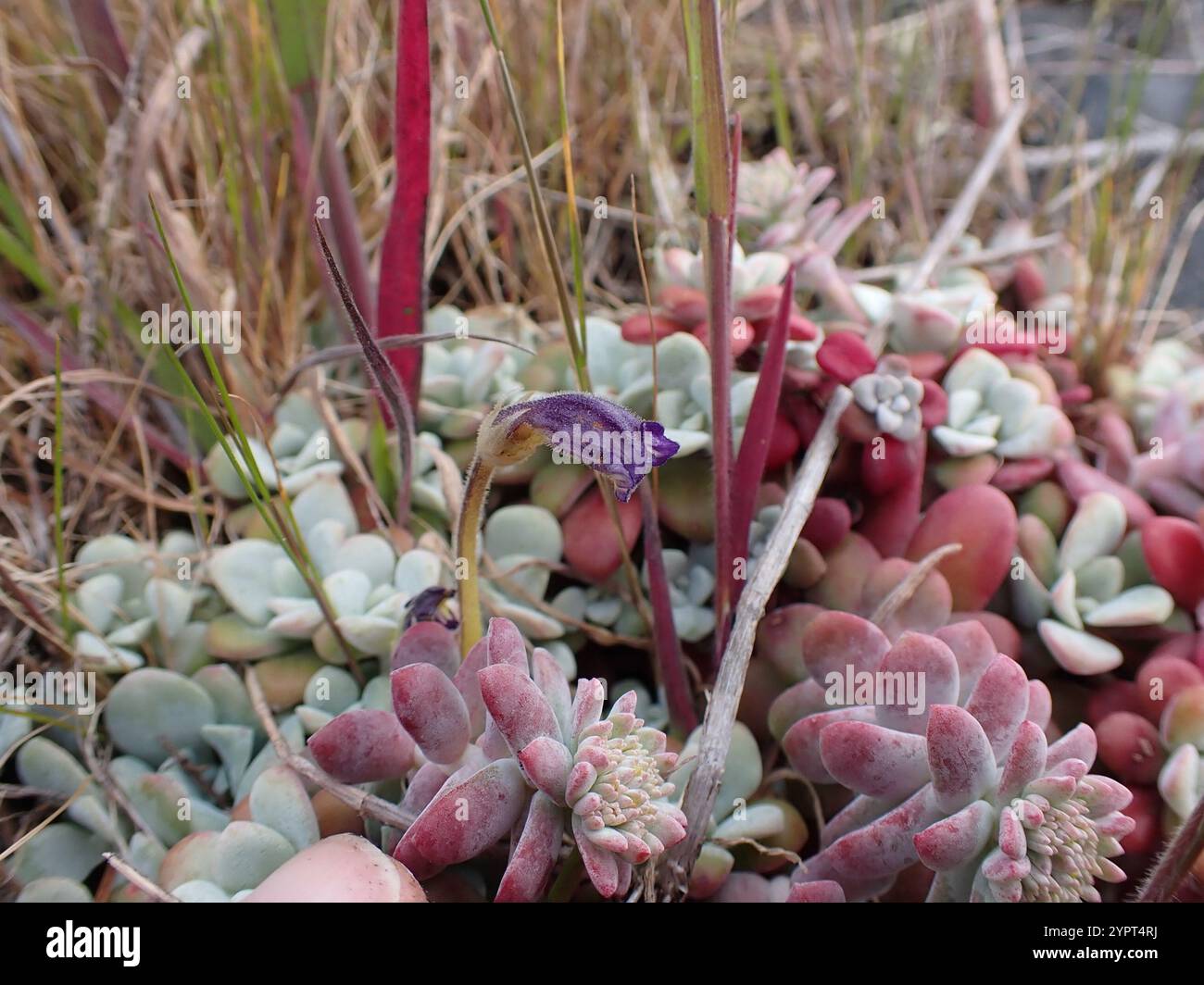 oneflower broomrape (Aphyllon purpureum Stock Photo - Alamy