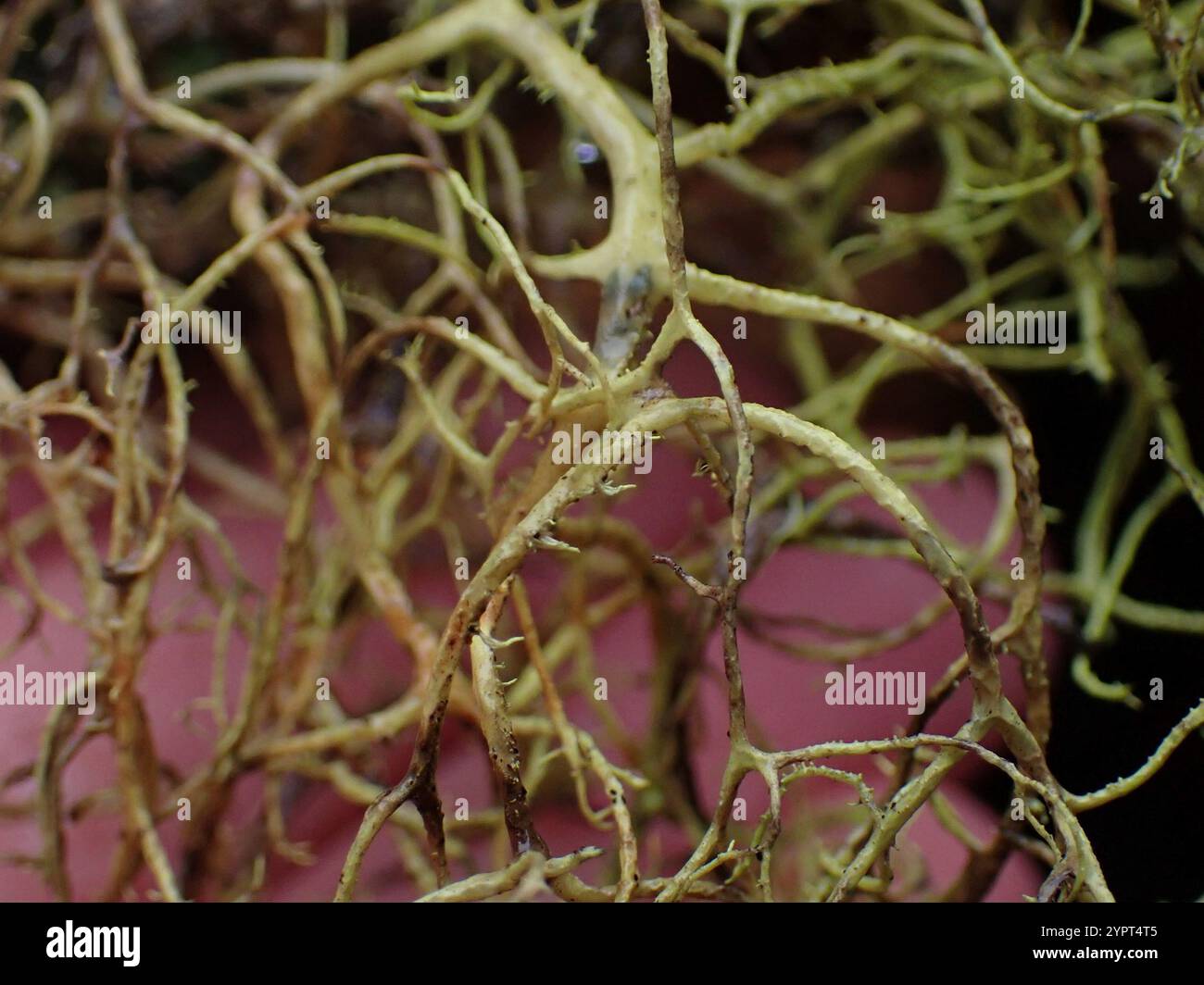 Wolf Lichens (Letharia Stock Photo - Alamy