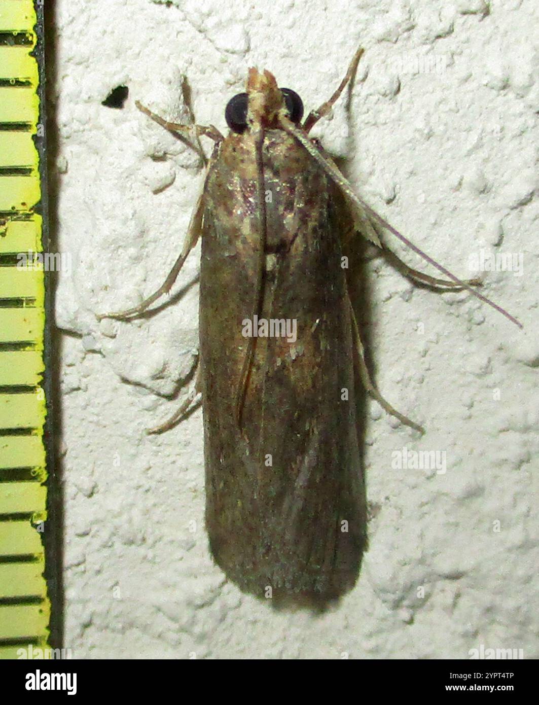 Butterflies and Moths (Lepidoptera Stock Photo - Alamy