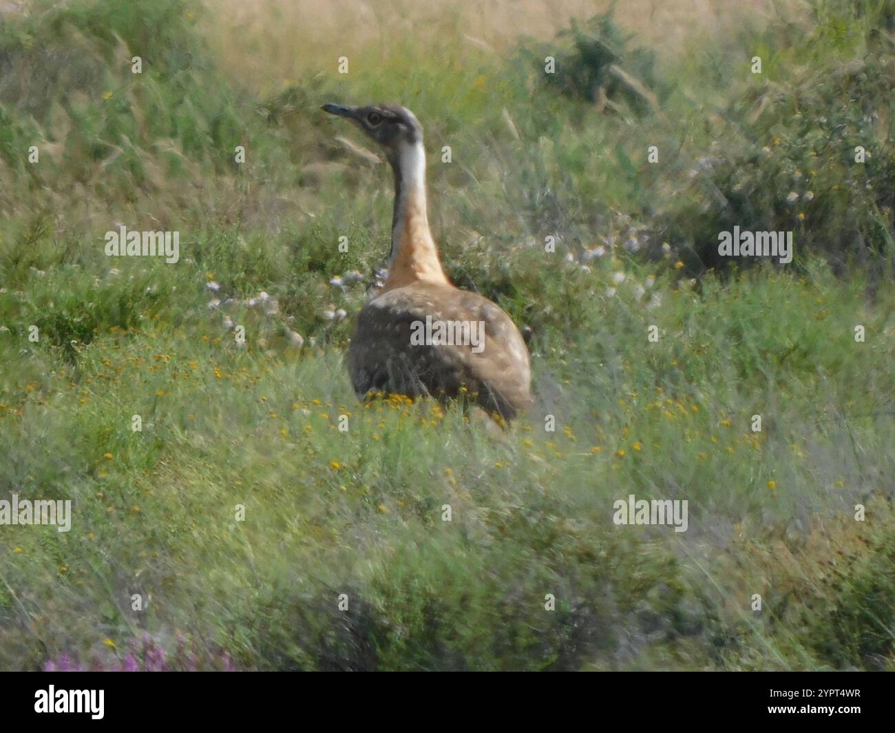 Ludwig's Bustard (Neotis ludwigii Stock Photo - Alamy
