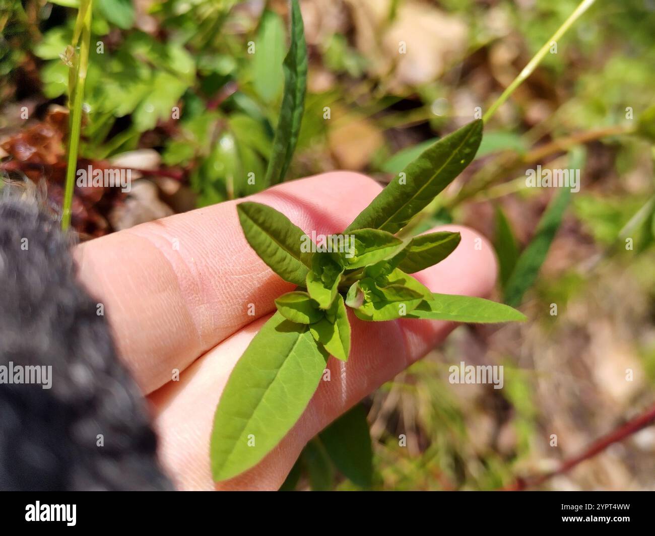 Sweet Spurge (Euphorbia dulcis Stock Photo - Alamy