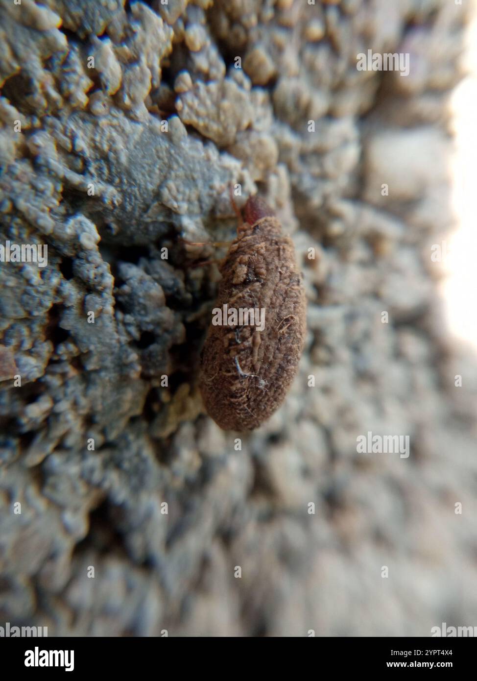 Case-bearing Leaf Beetles (Cryptocephalinae Stock Photo - Alamy