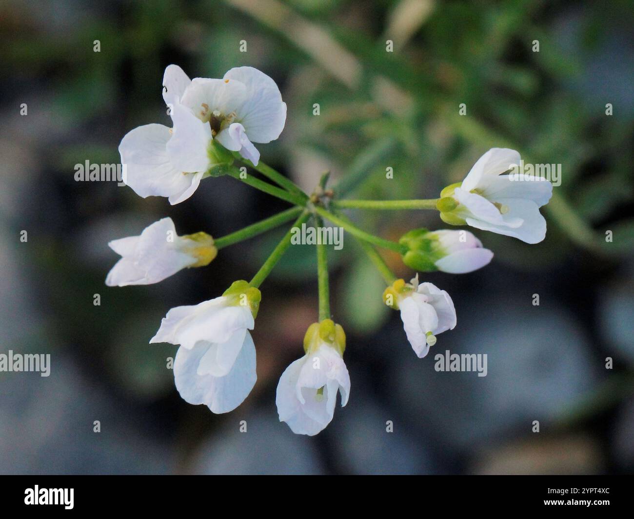white cuckoo bitter-cress (Cardamine dentata Stock Photo - Alamy
