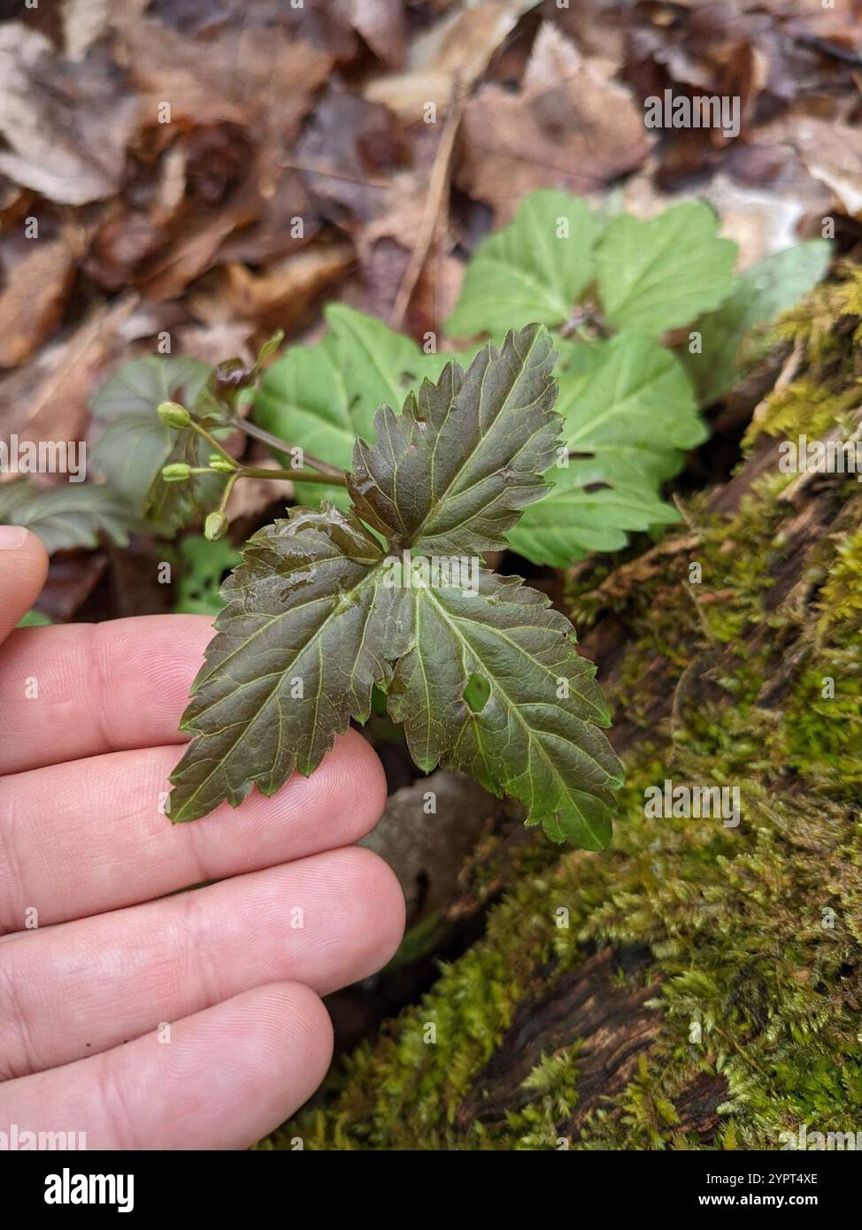 Two-leaved Toothwort (Cardamine diphylla Stock Photo - Alamy