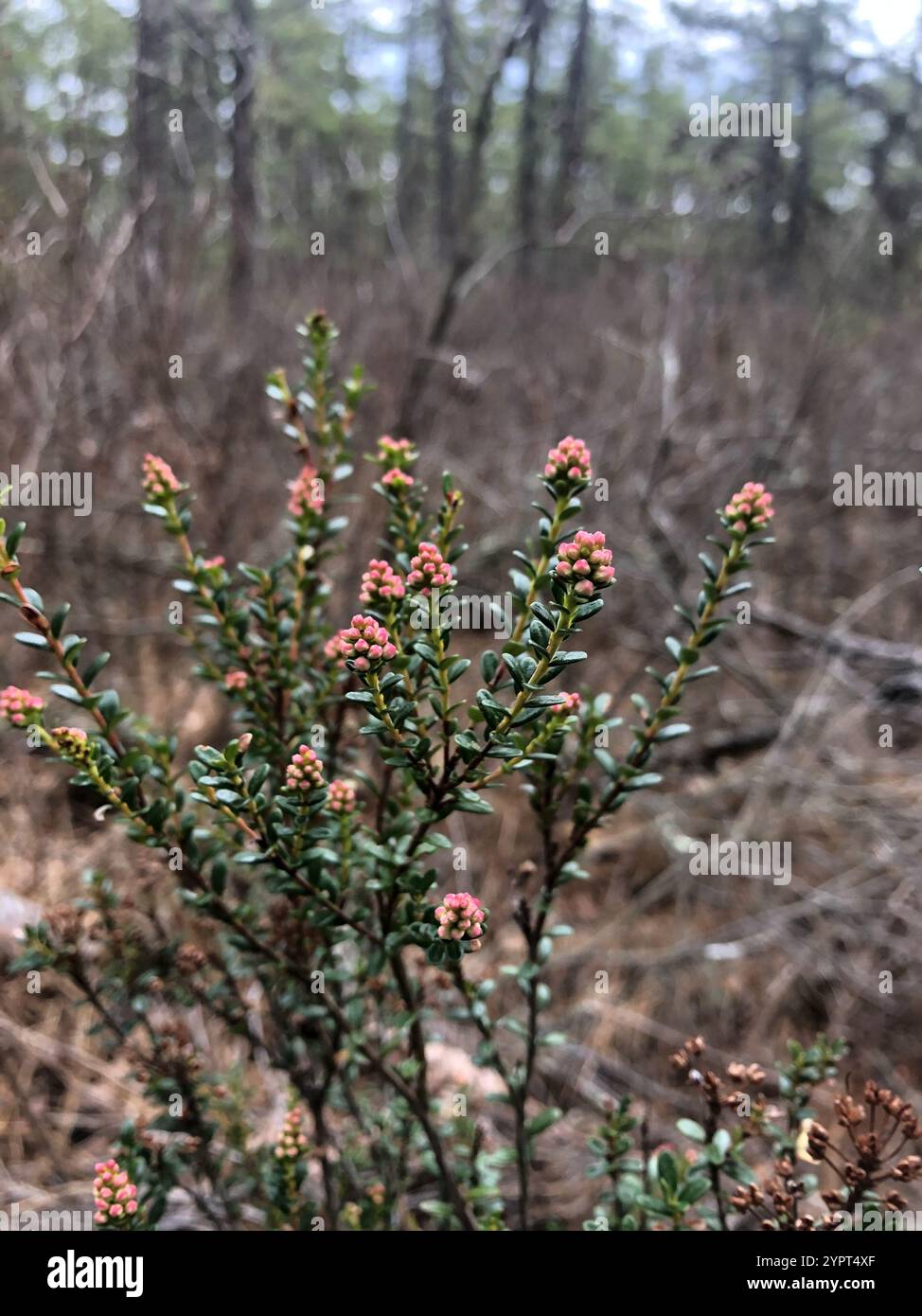 sand myrtle (Kalmia buxifolia Stock Photo - Alamy