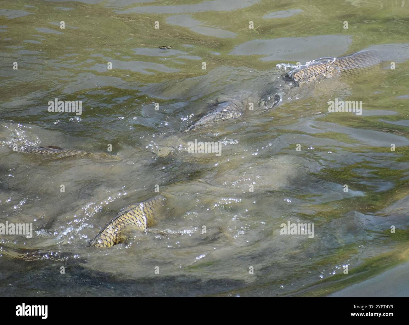 European Carp (Cyprinus carpio Stock Photo - Alamy