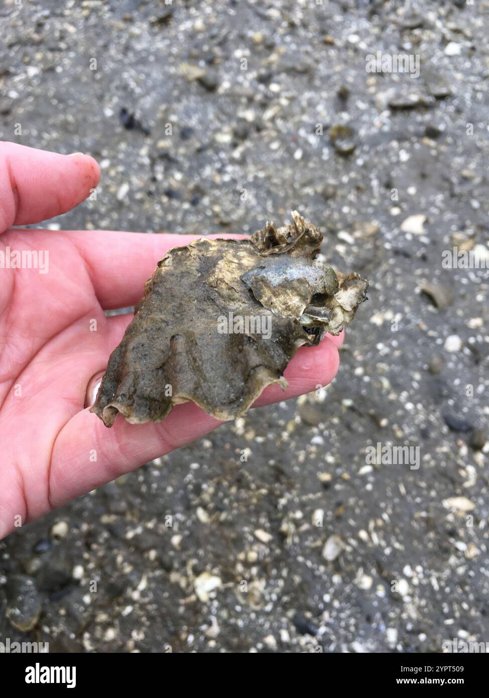 Pacific Oyster (Magallana gigas Stock Photo - Alamy